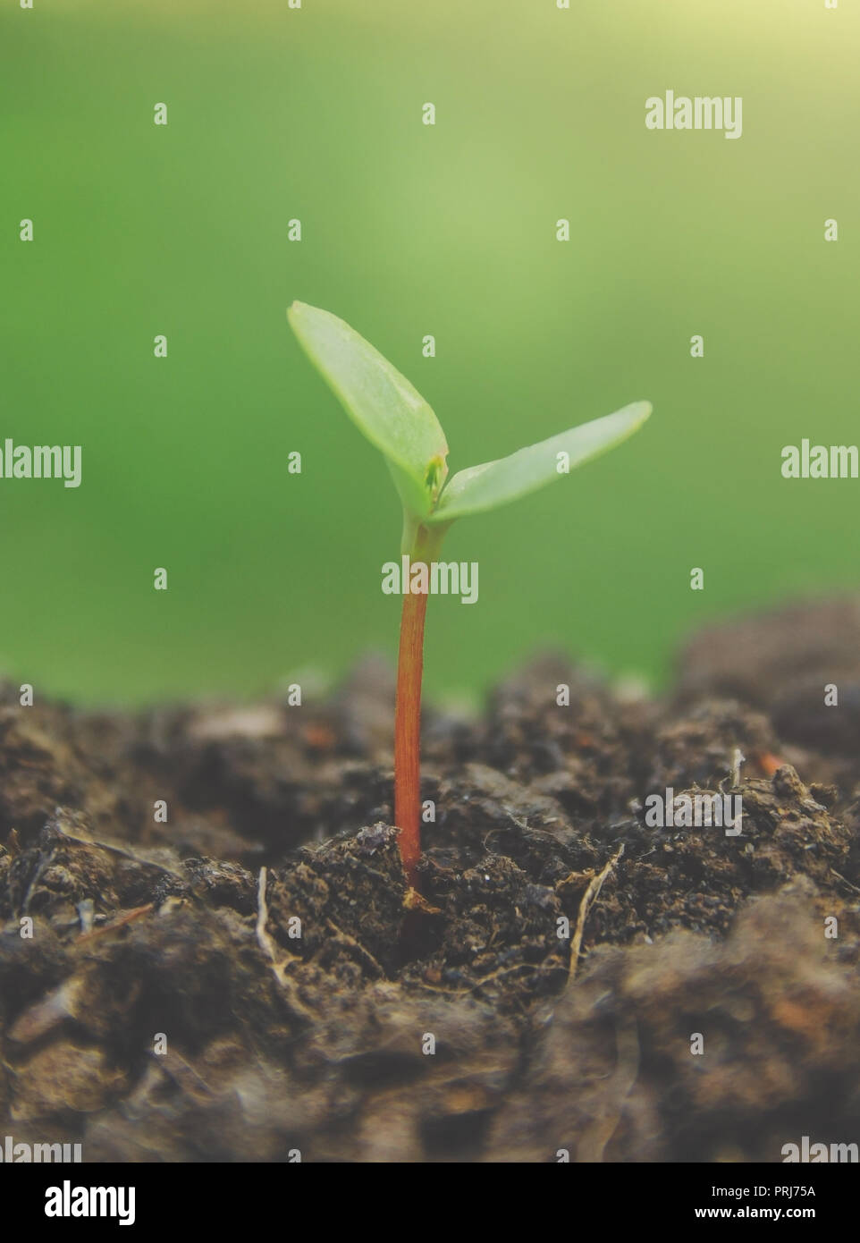 Young plant and fresh sapling in the soil with morning light, Greenery ...