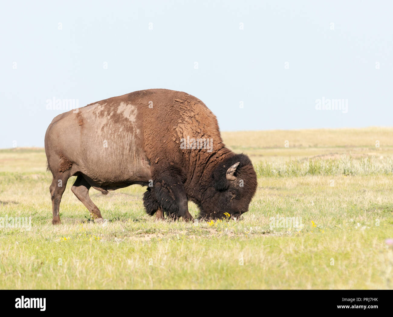 Fluffy bison hi-res stock photography and images - Alamy