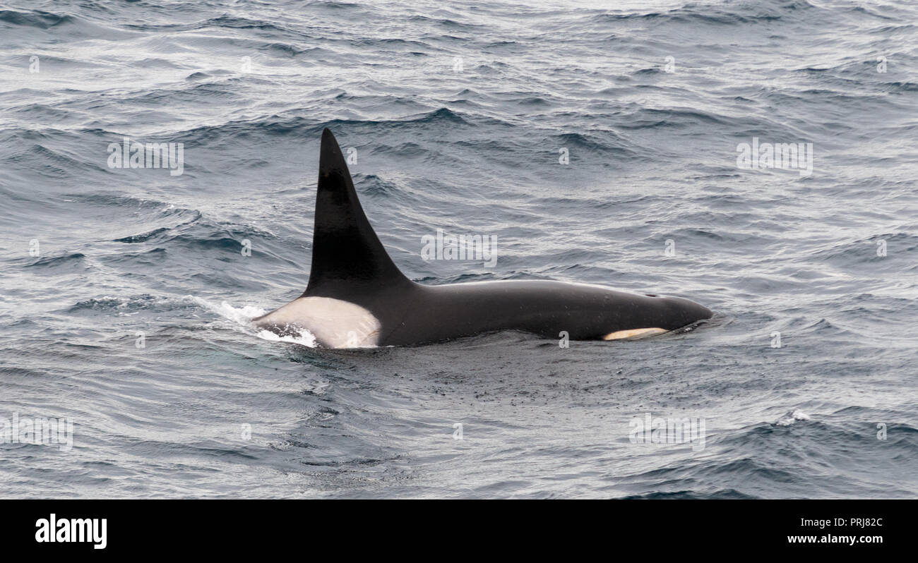 Back, dorsal fin and saddle patch of male adult Killer Whale, Beagle ...
