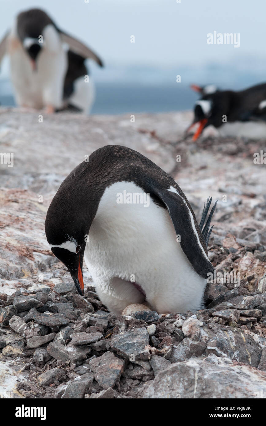 Penguin egg incubation hi-res stock photography and images - Alamy