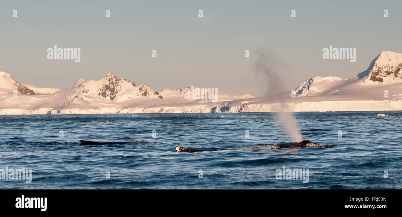 Adult Humpback Whales surfacing and spouting,Antarctic Peninsula Stock ...