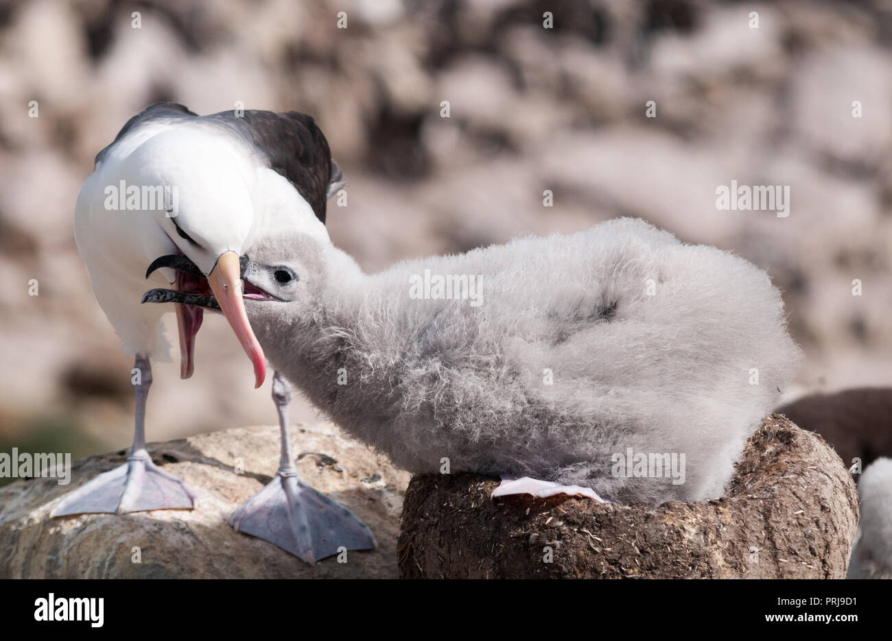 Adult Black-browed Albatross feeding chick on the nest, New Island ...