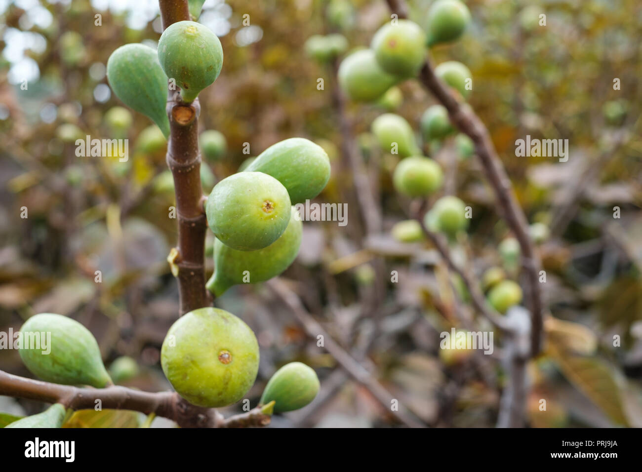 Edible fig tree hi-res stock photography and images - Alamy