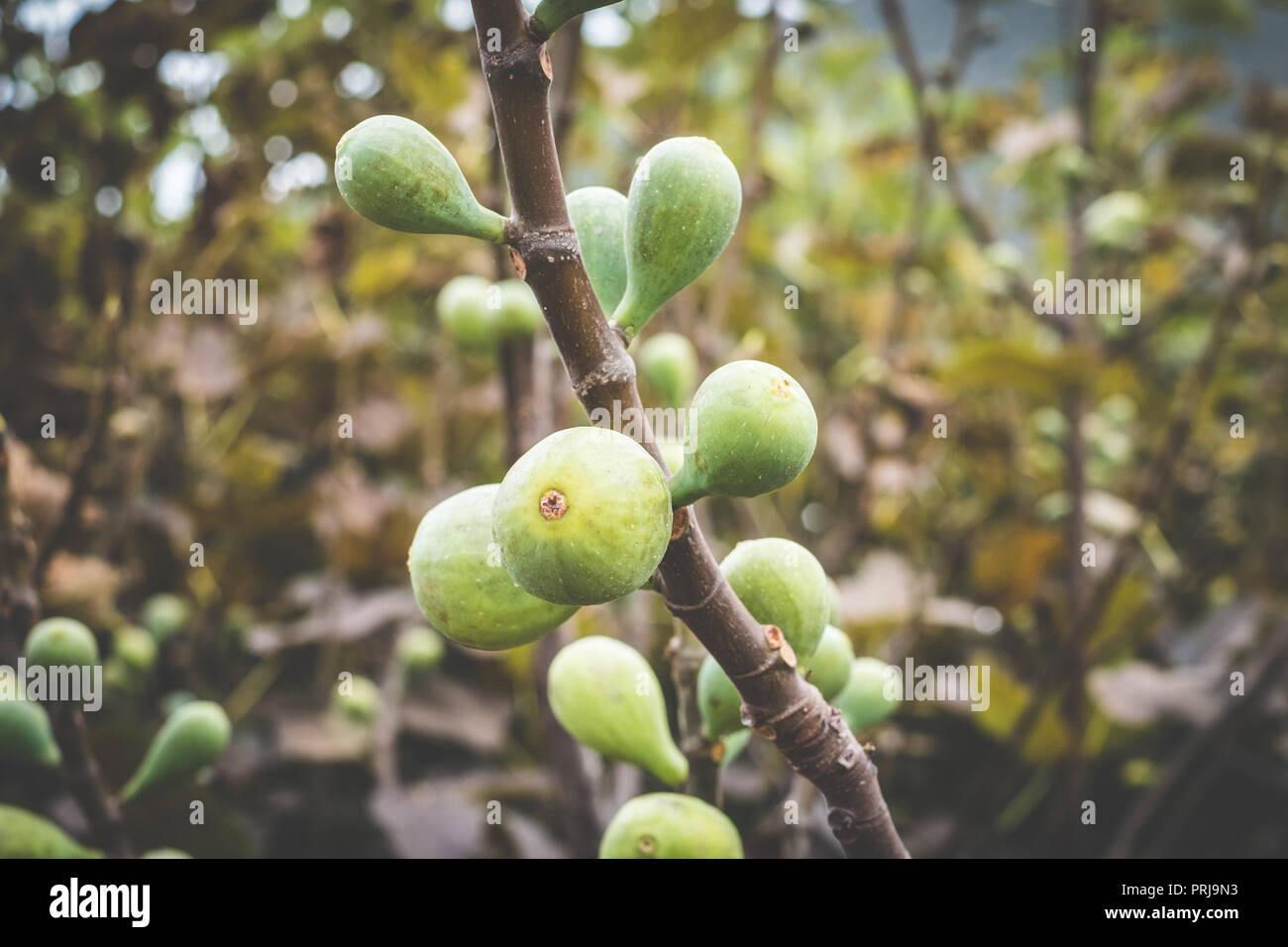 Edible fig tree hi-res stock photography and images - Alamy