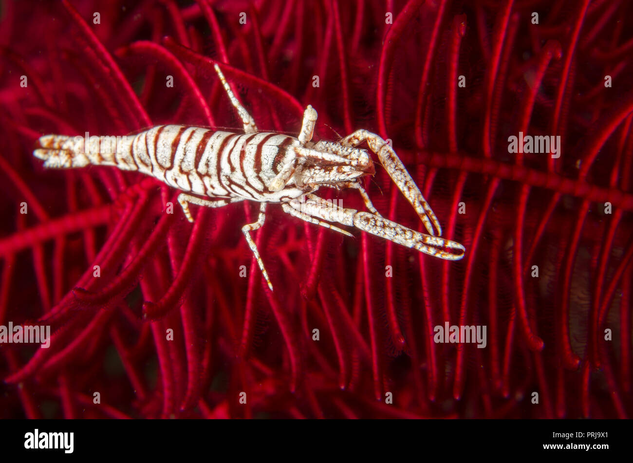 Crinoid shrimp, Laomenes sp., Palaemonidae, Anilao, Batangas ...