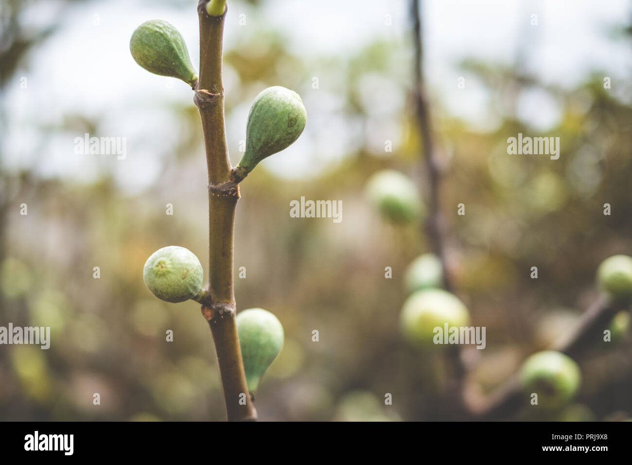 Fig tree branch figs hi-res stock photography and images - Alamy