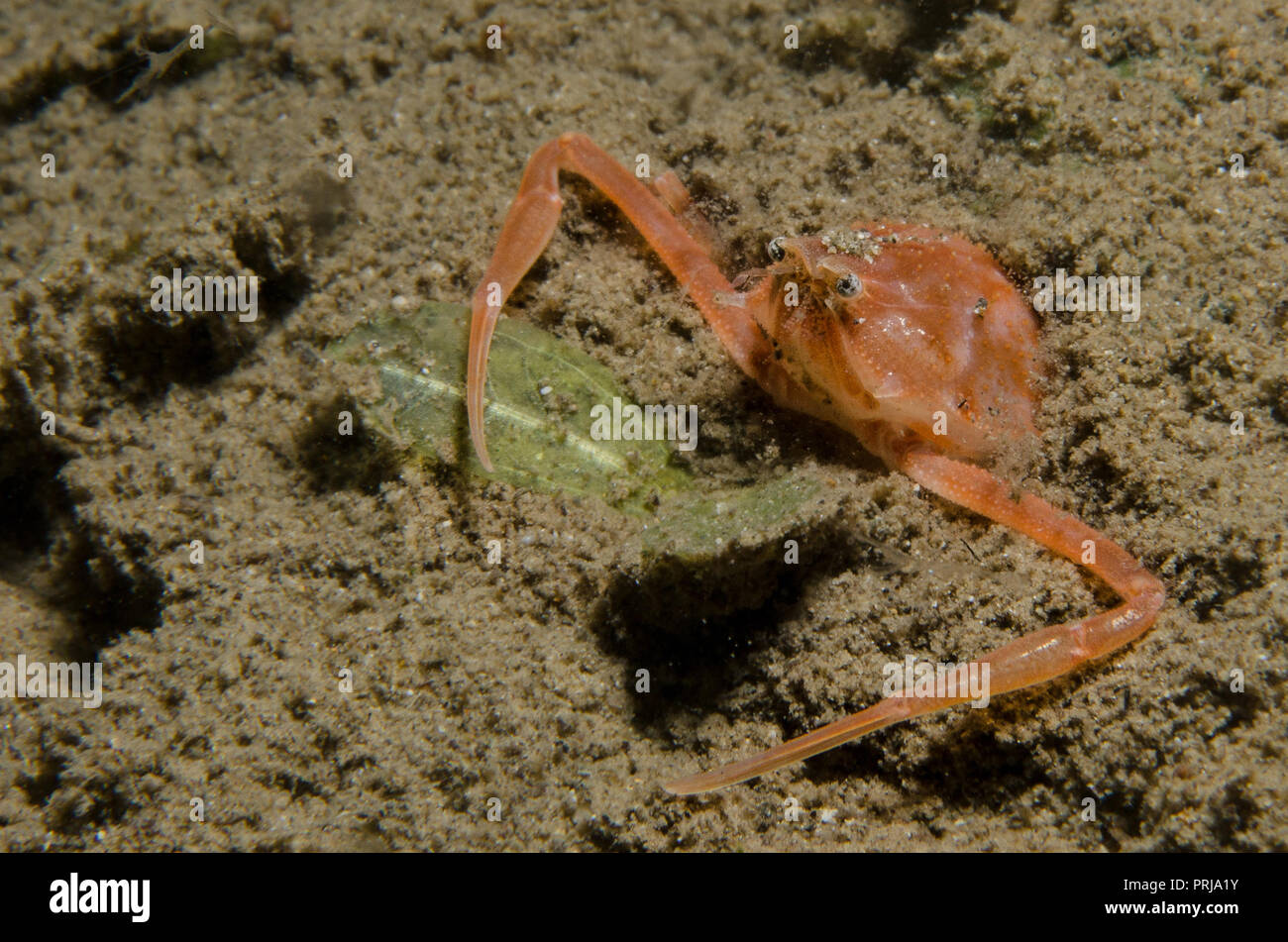 Fleeting Purse Crab, Myra fugax, Leucosiidae, Anilao, Batangas ...