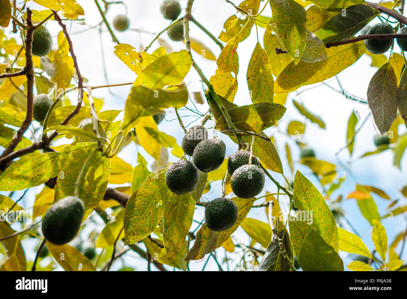 Green ripe fruits hanging hi-res stock photography and images - Alamy