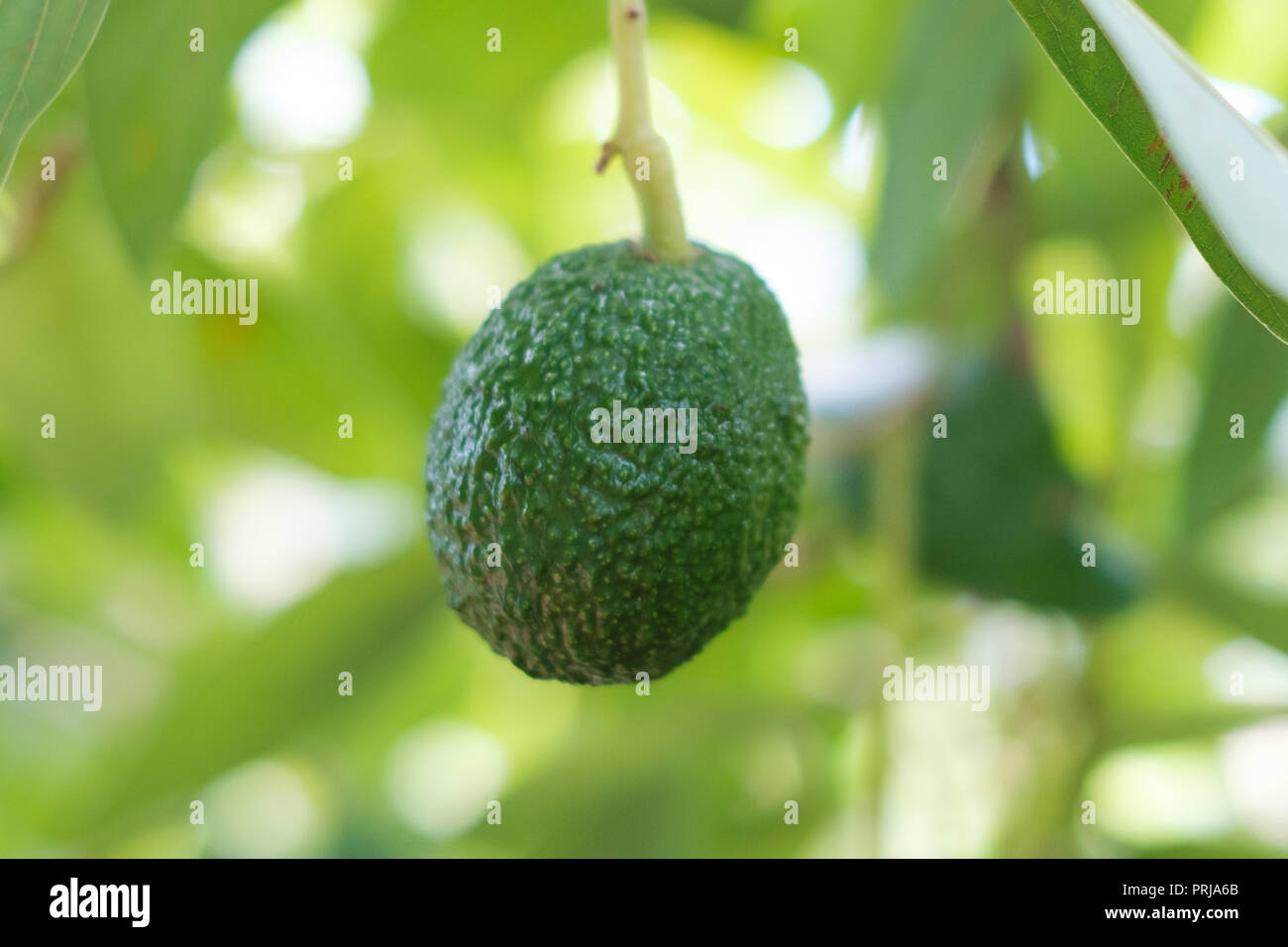 Avocado trees hi-res stock photography and images - Alamy
