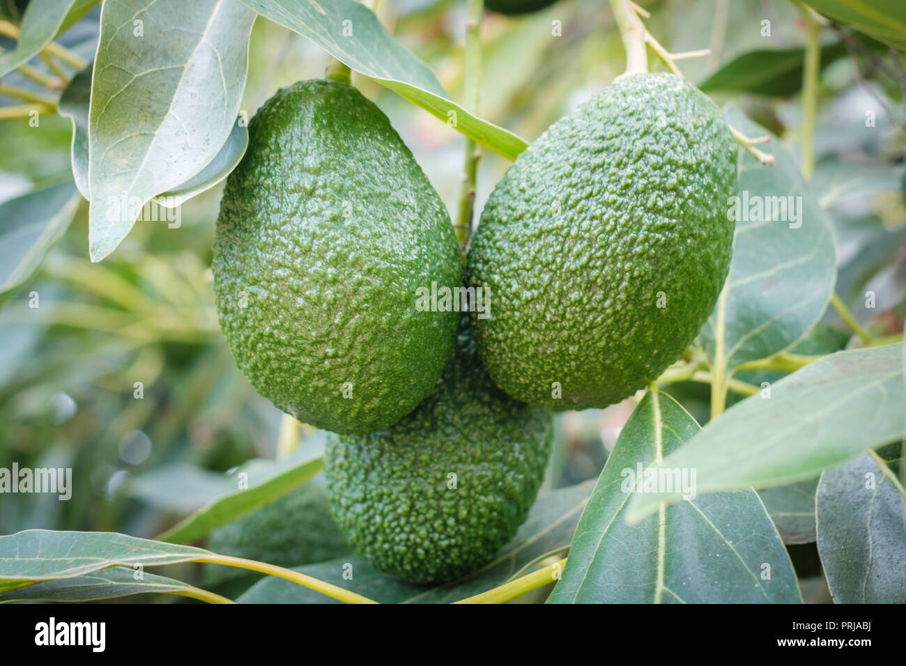 Avocado trees hi-res stock photography and images - Alamy