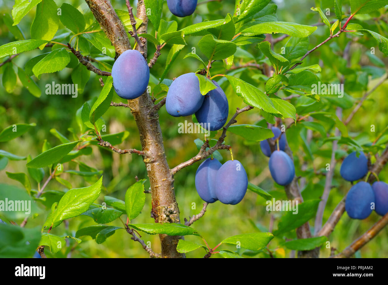 plum tree with ripe fruits in fall Stock Photo - Alamy