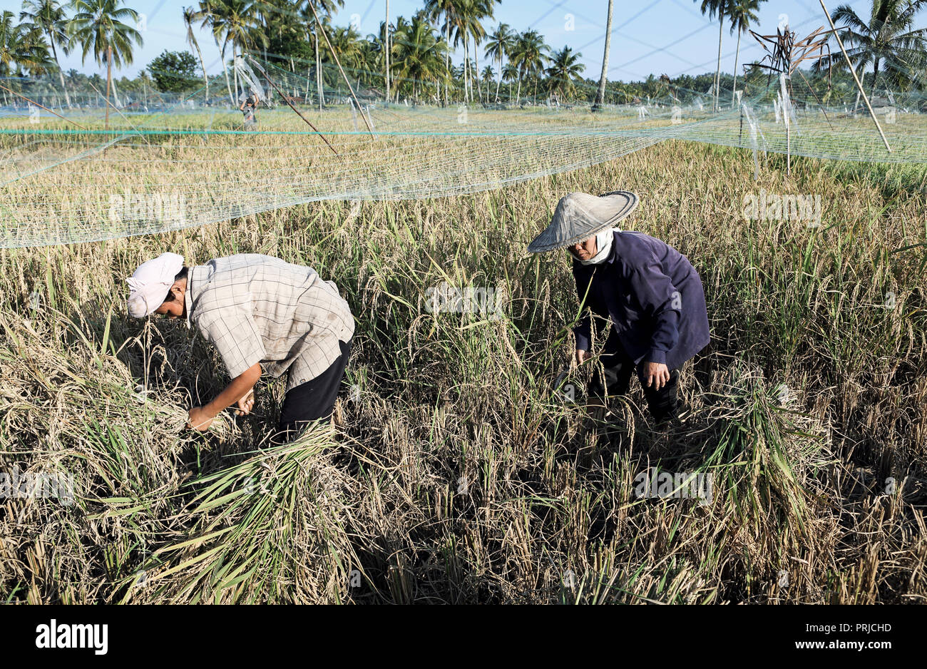 Women working on paddy field hi-res stock photography and images - Alamy