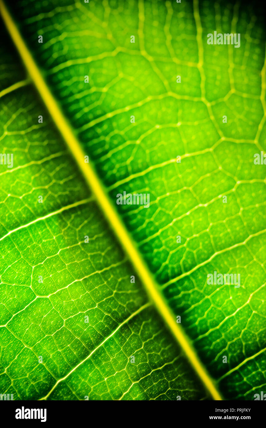 green leaf texture Stock Photo - Alamy