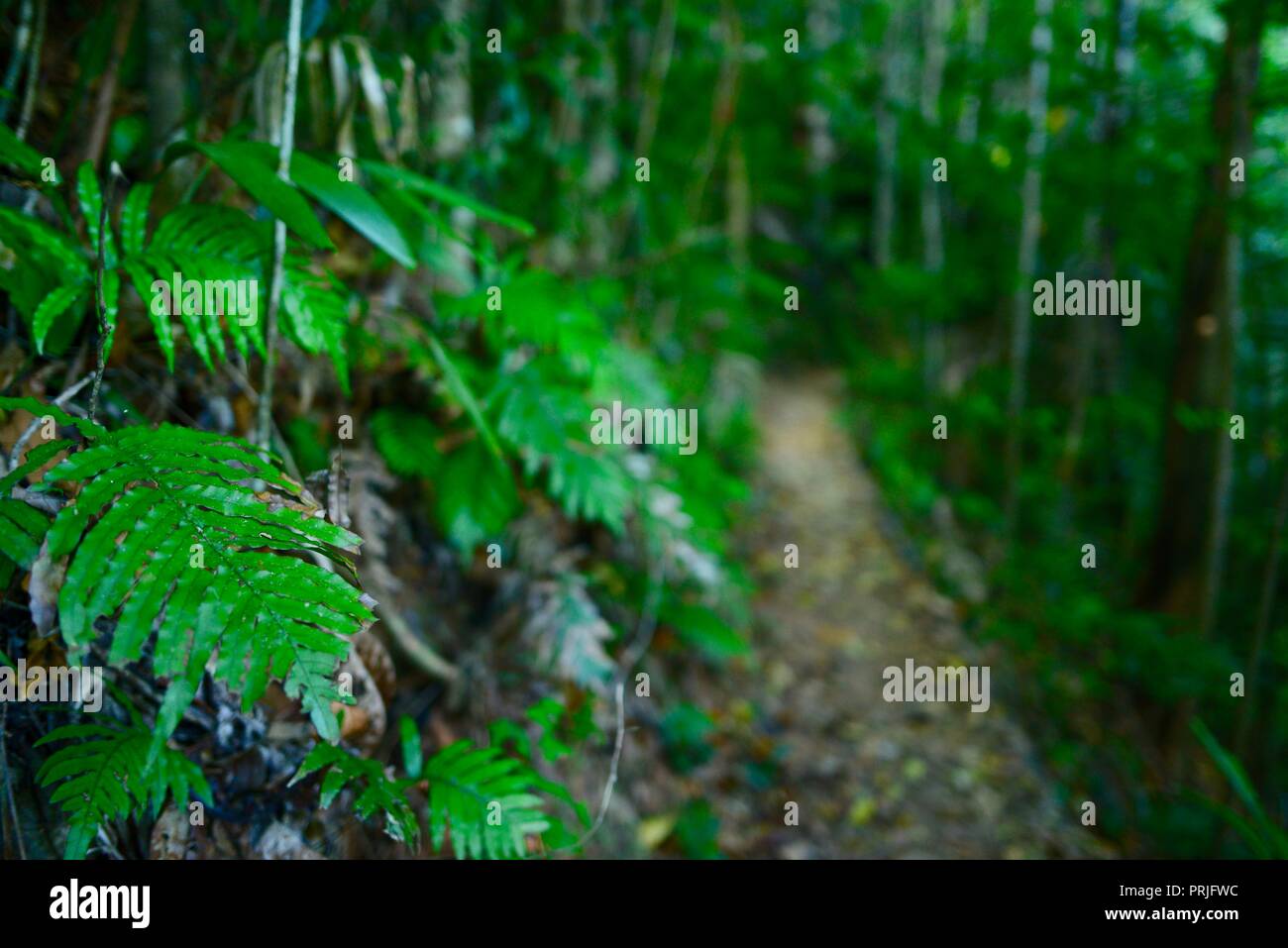 Clump mountain national park, Garners Beach Rd, Garners Beach QLD 4852 ...