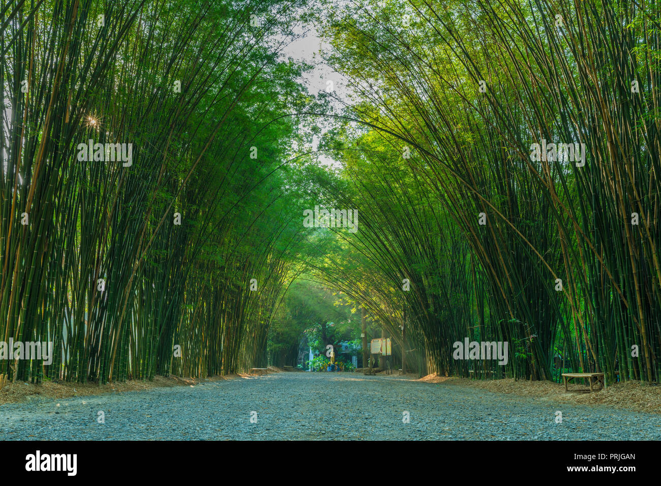 Natural bamboo arch on both side of the walking path leading to ...