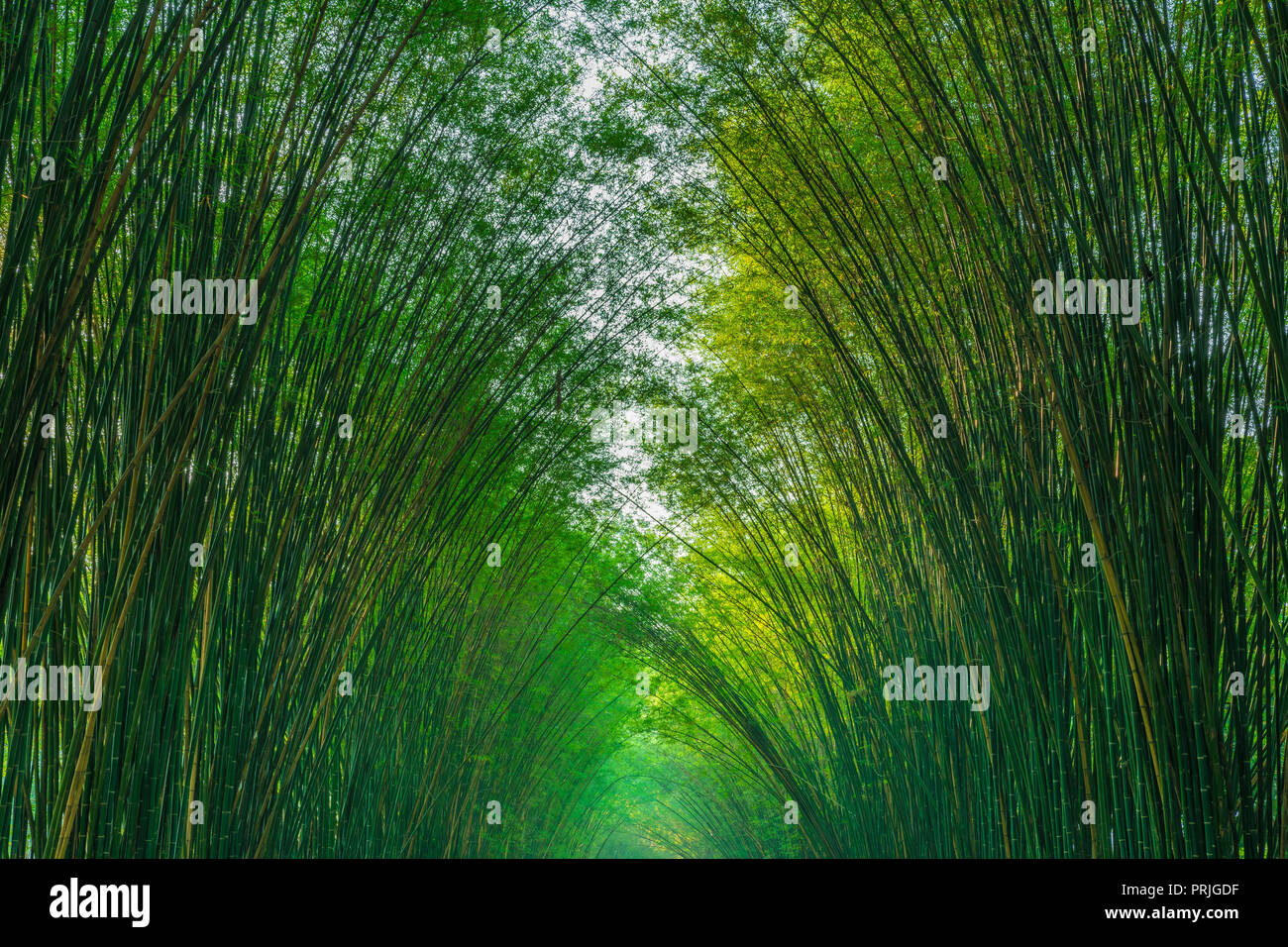 Natural bamboo arch on both side of the walking path leading to ...