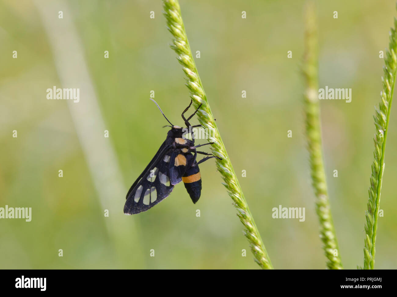 Ceryx sphenodes (Ceryx sphenoides) on grass, Isaan, Thailand Stock ...