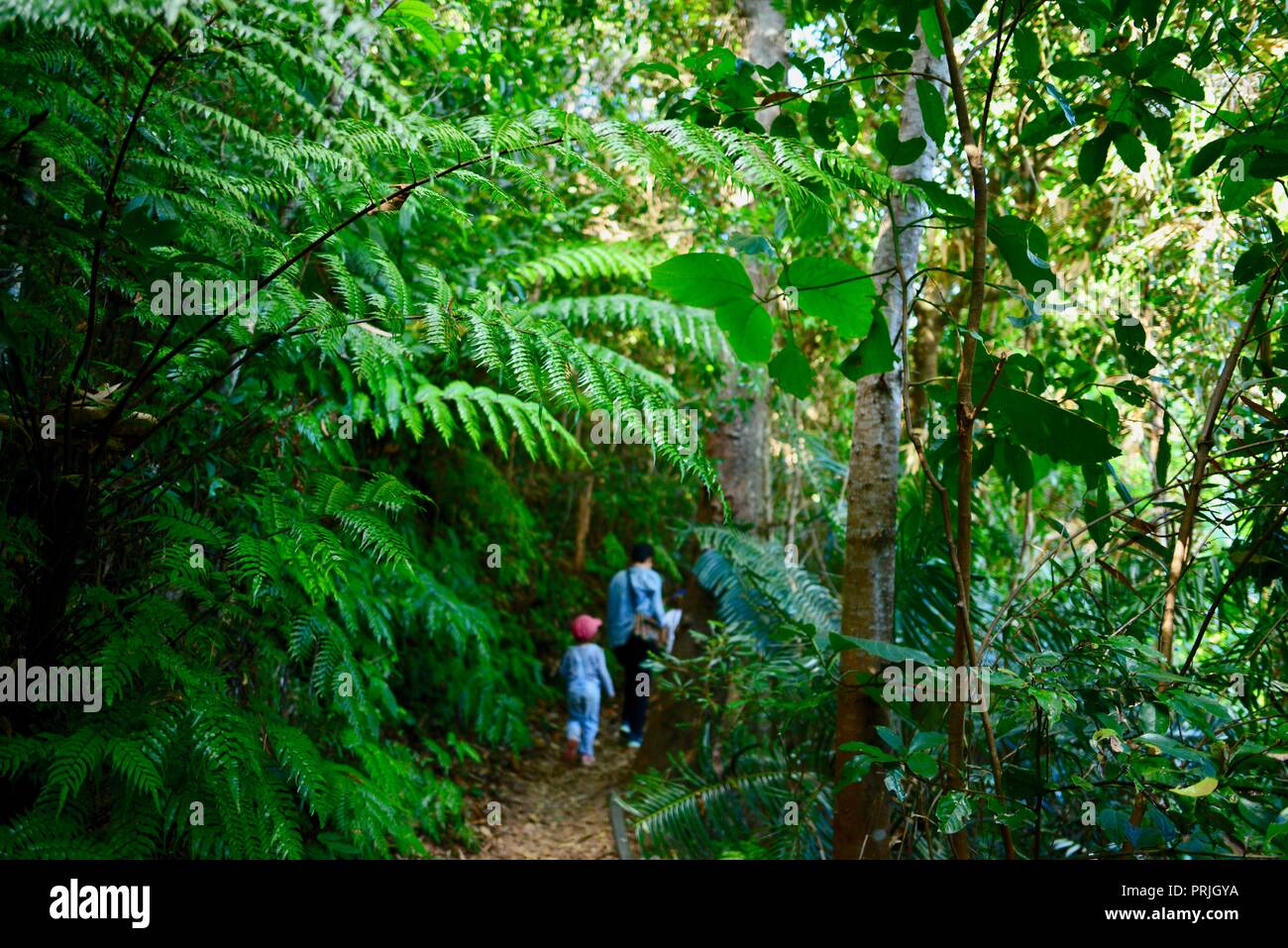 Clump mountain national park, Garners Beach Rd, Garners Beach QLD 4852 ...