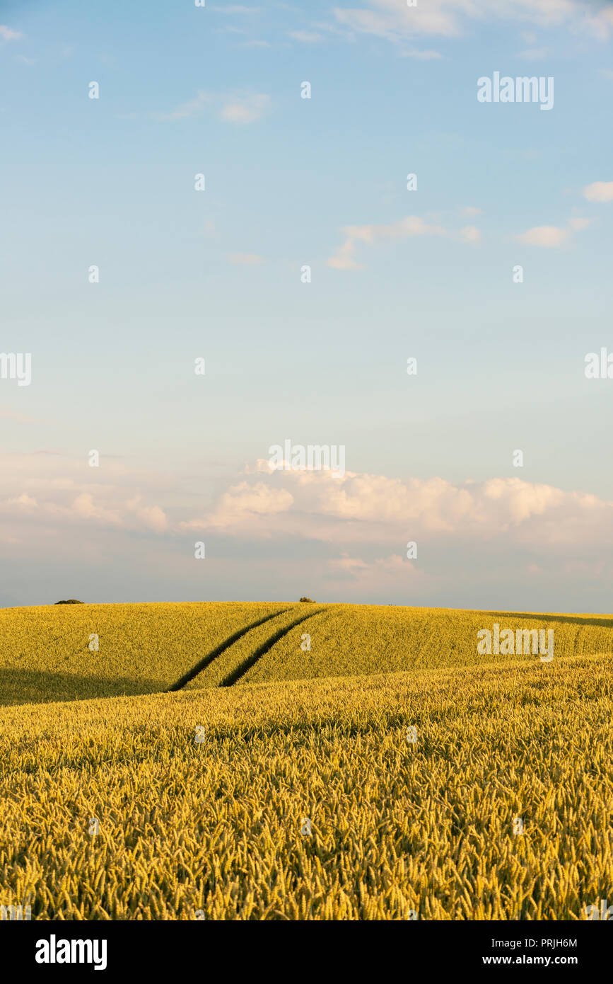 Wheatfield hi-res stock photography and images - Alamy