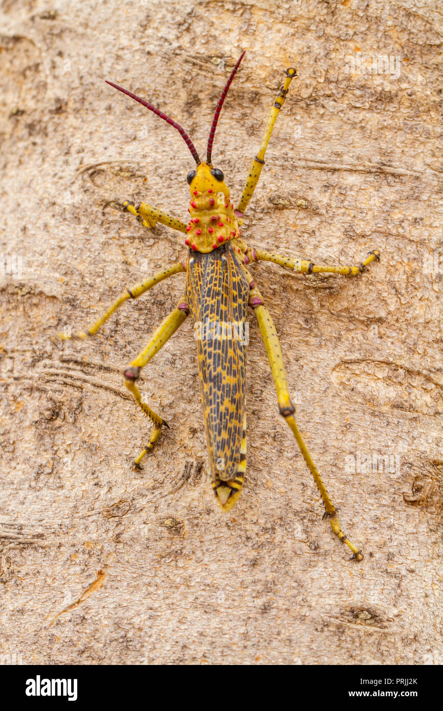 Common milkweed locust (Phymateus morbillosus), climbs on bark ...