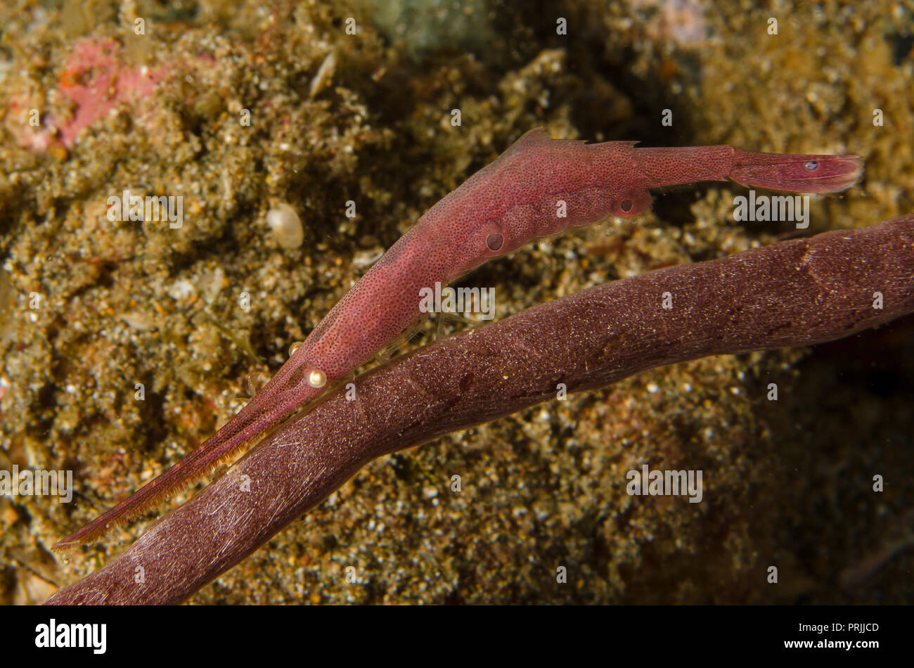 Ocellated Tozeuma Shrimp, Tozeuma lancelatum, Hippolytidae, Anilao ...