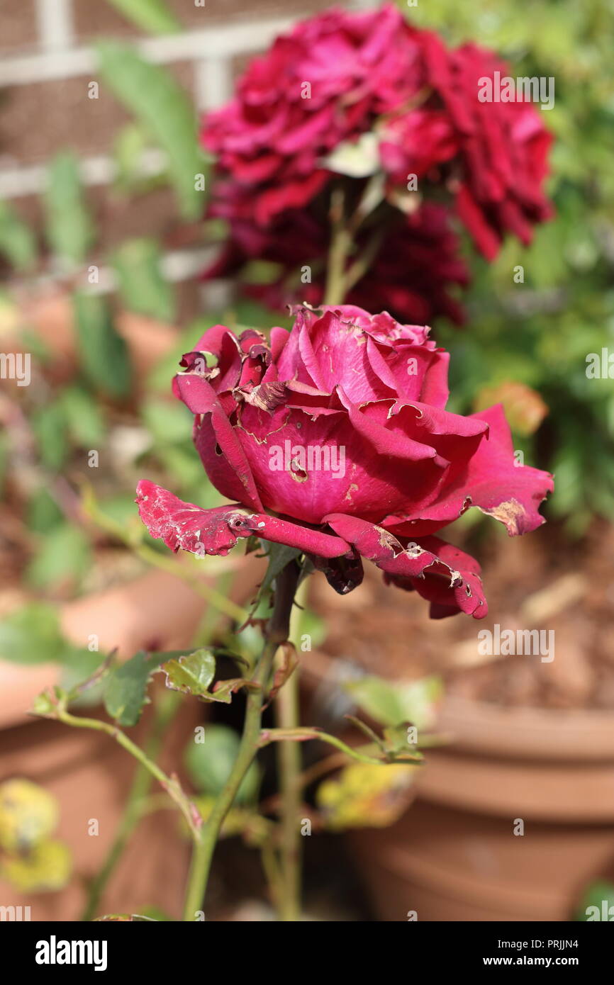 Close up shot of red rose affected by pests Stock Photo - Alamy