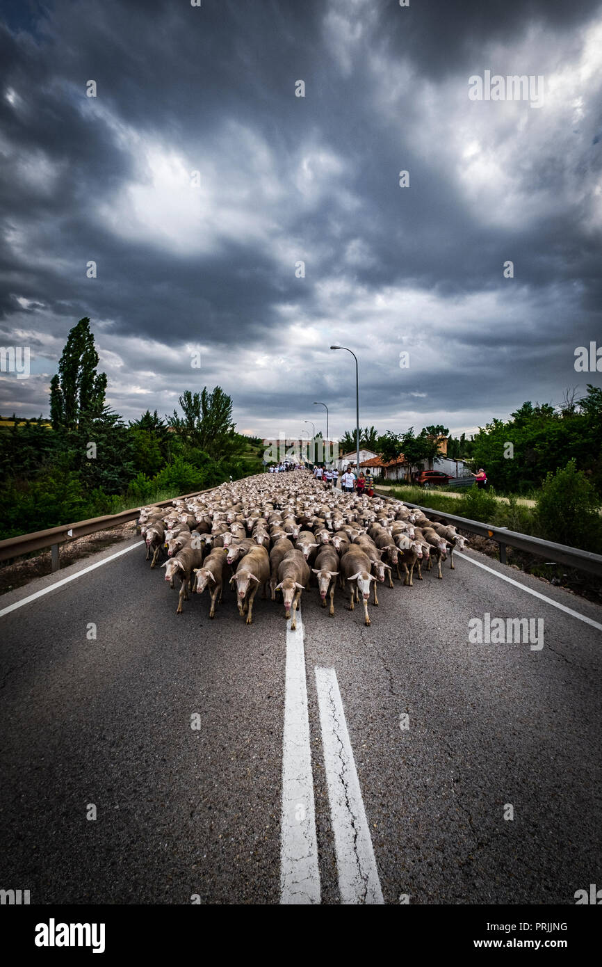 Large group of sheep hi-res stock photography and images - Alamy