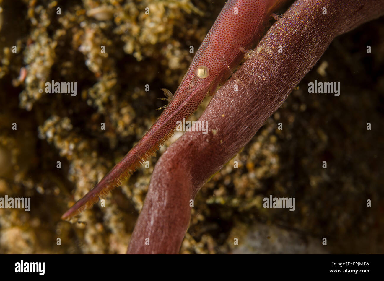 Ocellated Tozeuma Shrimp, Tozeuma lancelatum, Hippolytidae, Anilao ...