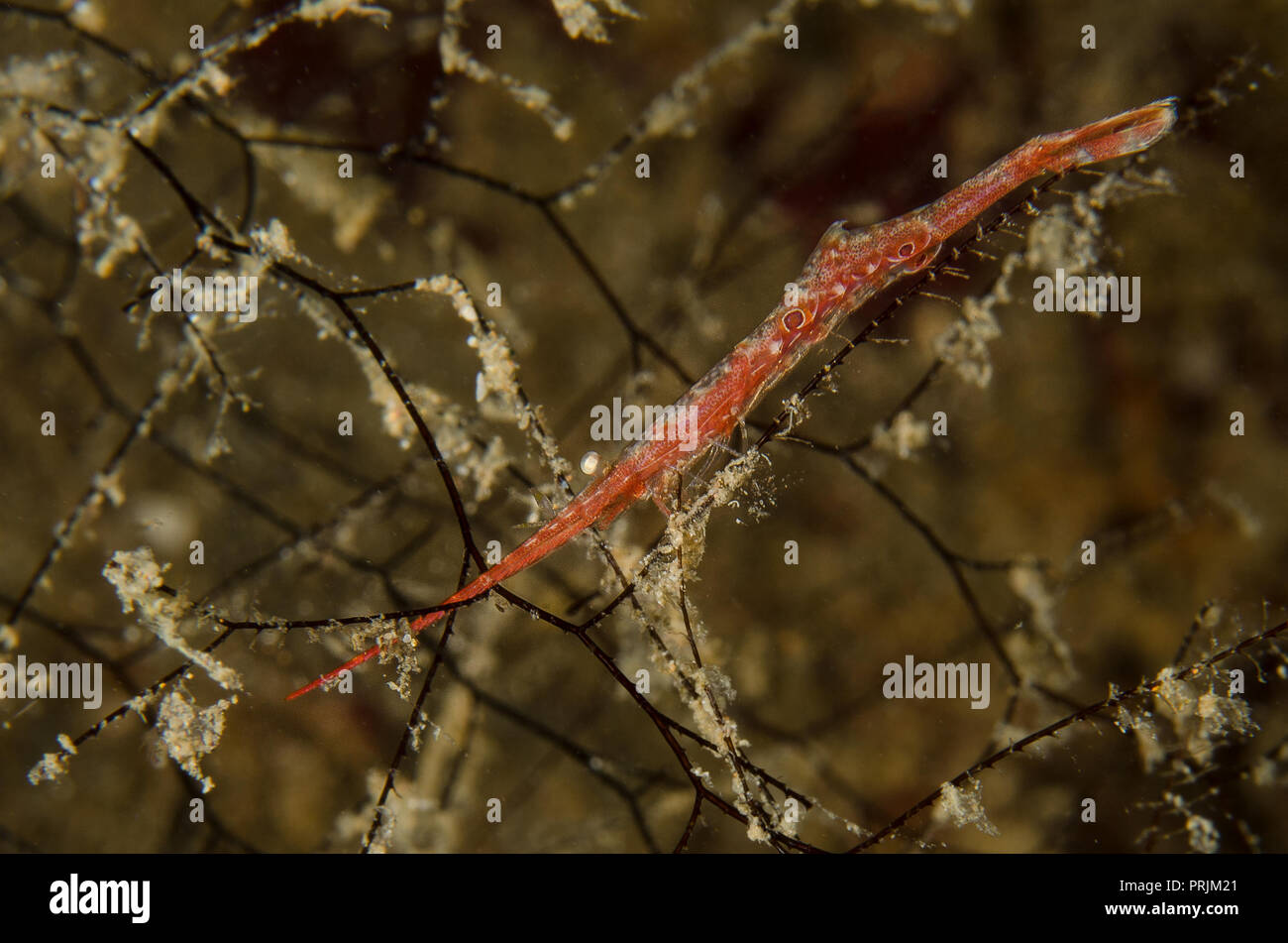 Ocellated Tozeuma Shrimp, Tozeuma lancelatum, Hippolytidae, Anilao ...