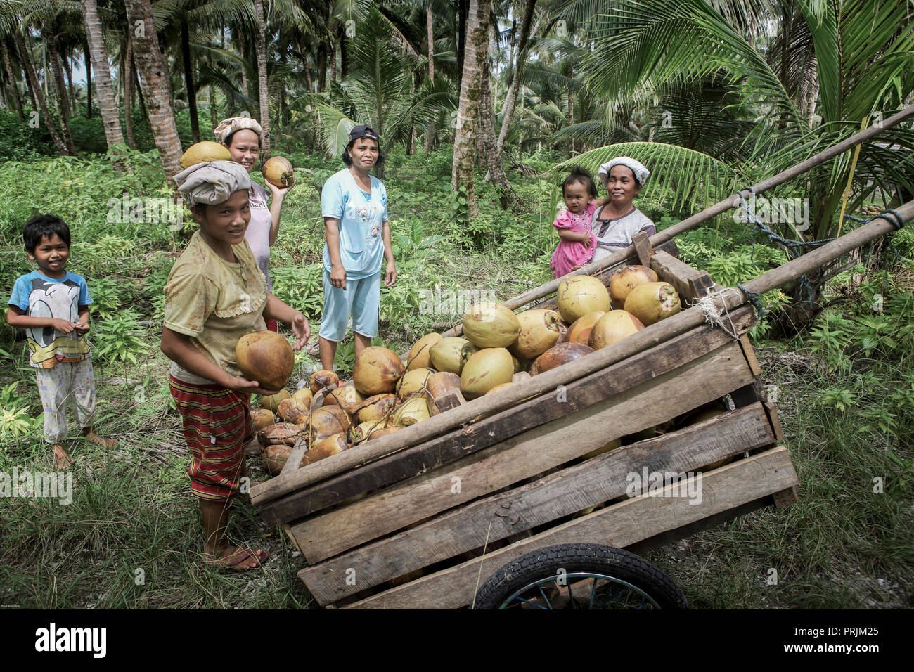 Women collect harvested coconuts in wooden cart on Asu Island, Sumatra ...