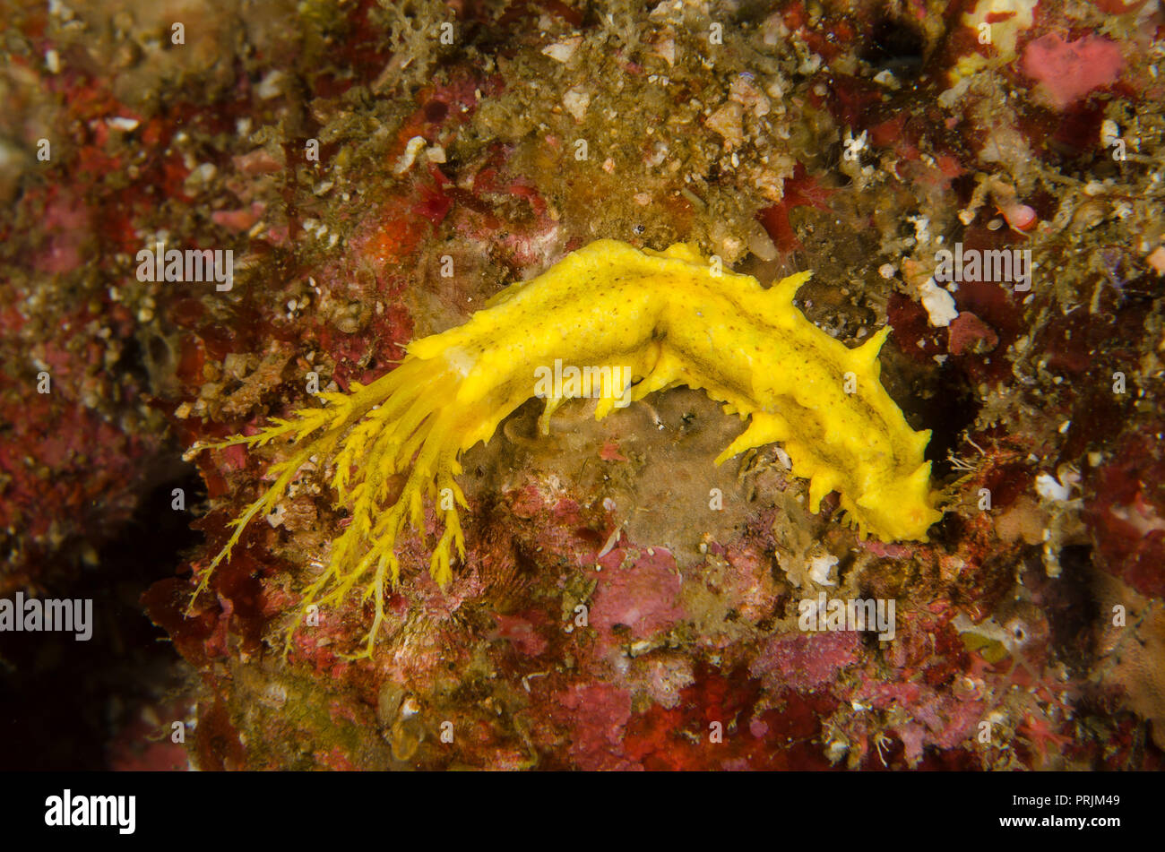 Yellow Sea Cucumber, Colochirus robustus, Cucumariidae, Anilao ...
