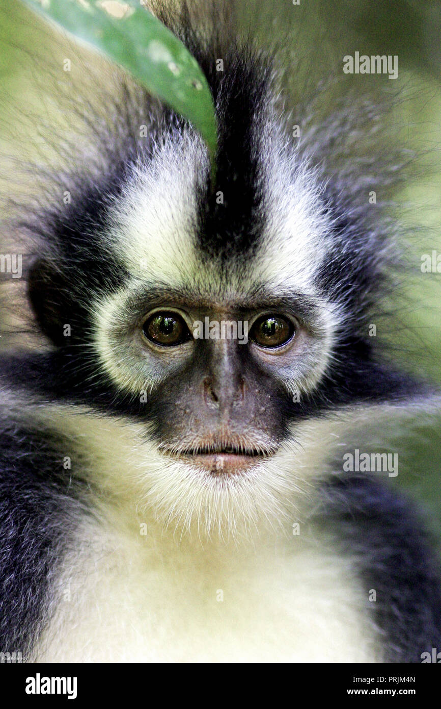 Presbytis thomasi (North Sumatran Leaf Monkey, Sumatran Grizzled Langur ...