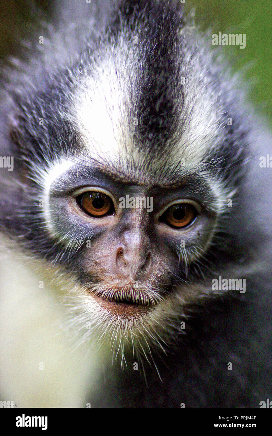 Presbytis thomasi (North Sumatran Leaf Monkey, Sumatran Grizzled Langur ...