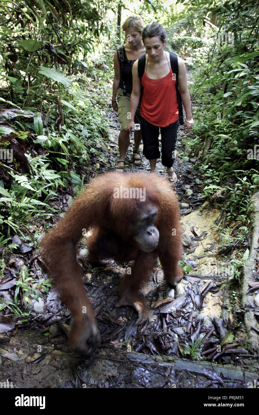Orangutan and tourists in Gunung Leuser National Park, Sumatra ...