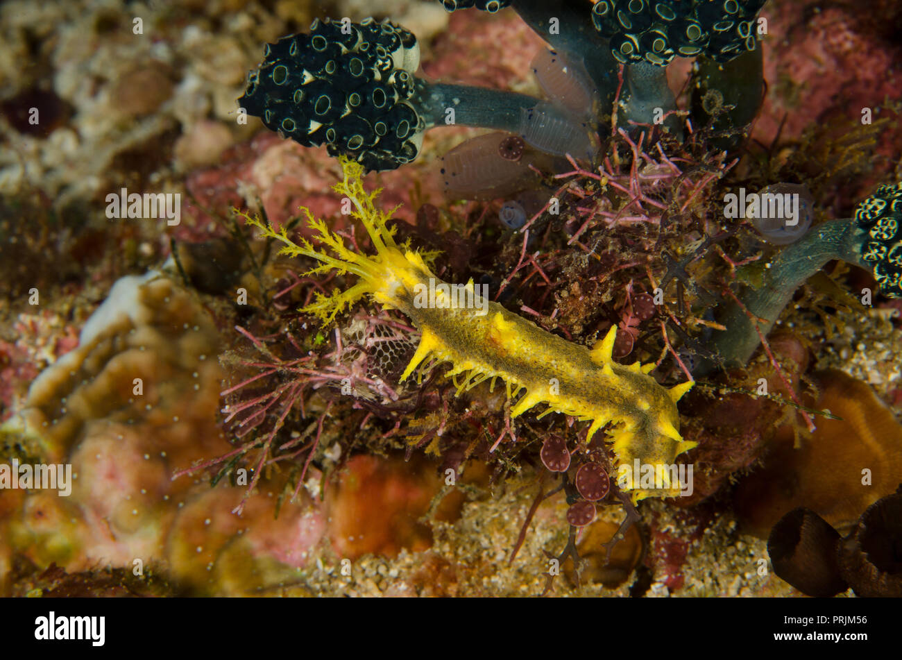 Colochirus Robustus High Resolution Stock Photography and Images - Alamy