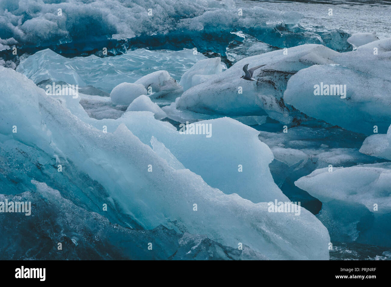 close-up shot of glacier blue ice pieces floating in water, Iceland ...