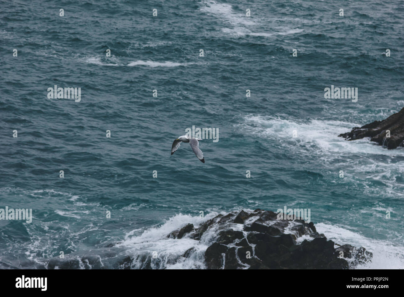 dramatic shot of seagull flying above ocean waves crashing on rocks for ...
