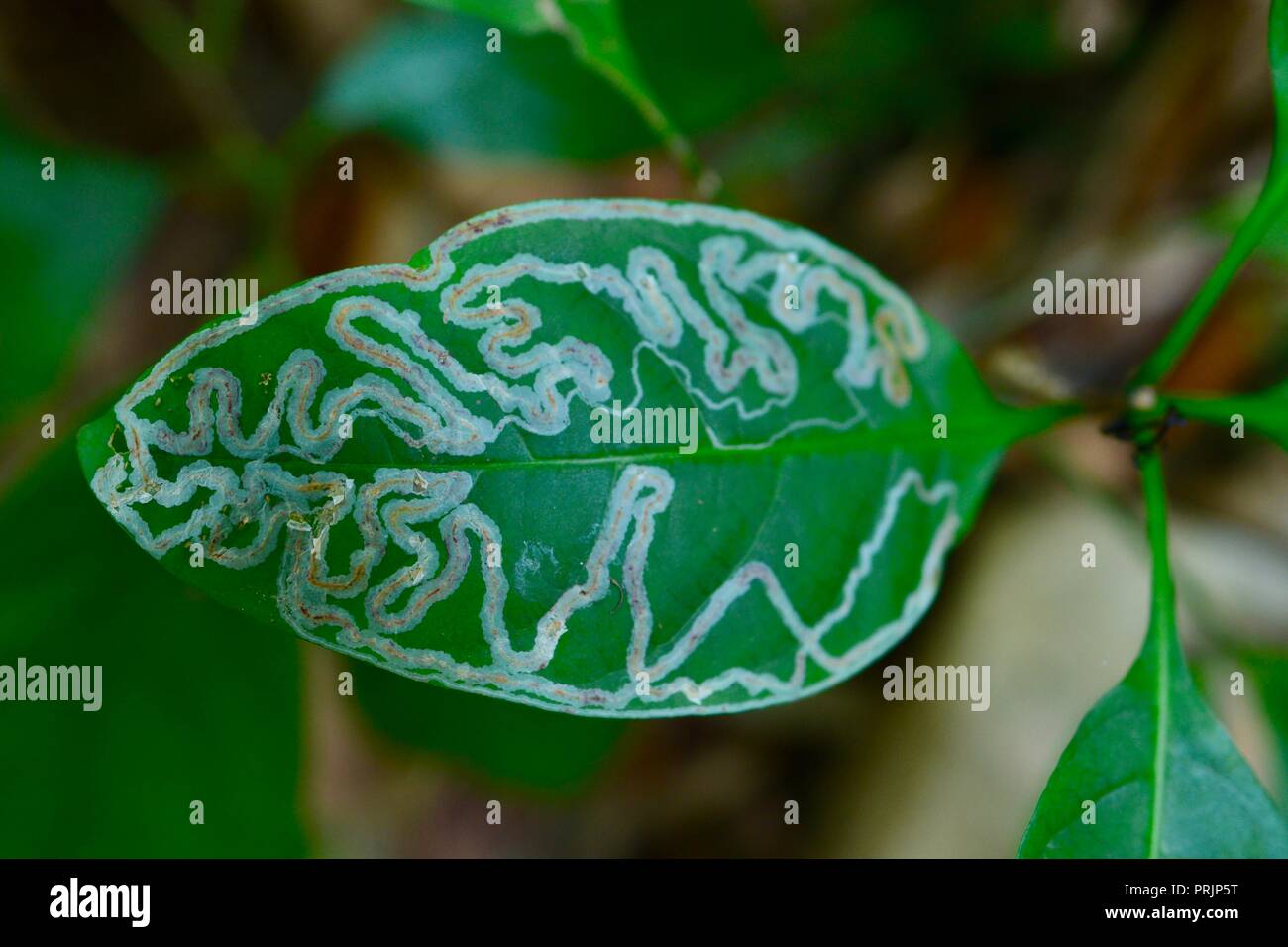 Clump mountain national park, Garners Beach Rd, Garners Beach QLD 4852 ...