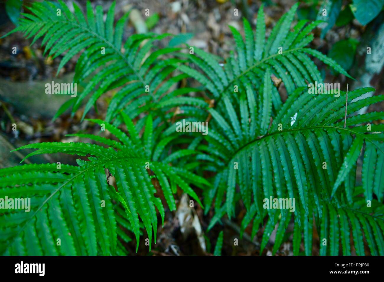 Clump mountain national park, Garners Beach Rd, Garners Beach QLD 4852 ...