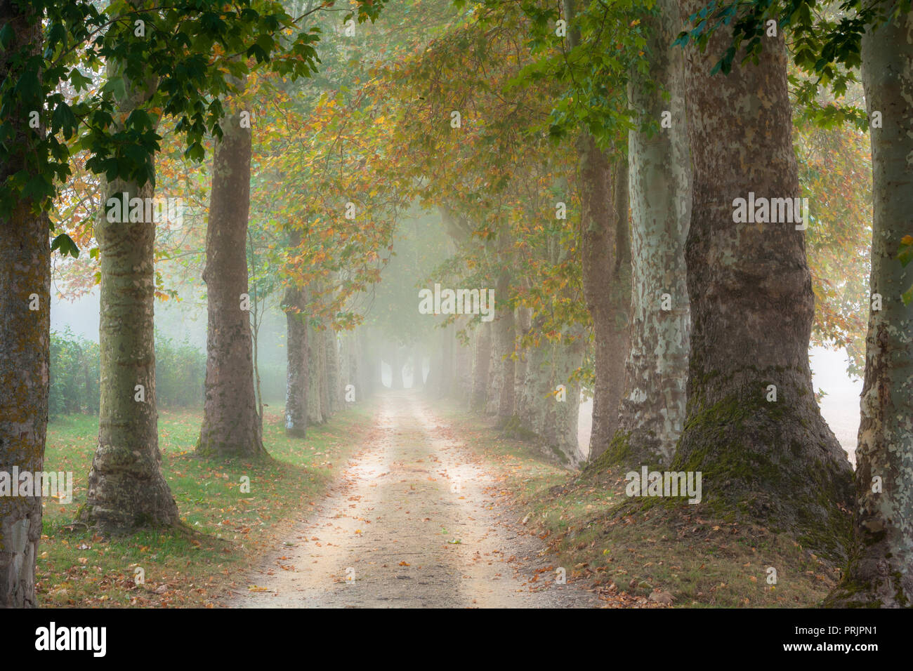 Plane trees in autumn hi-res stock photography and images - Alamy