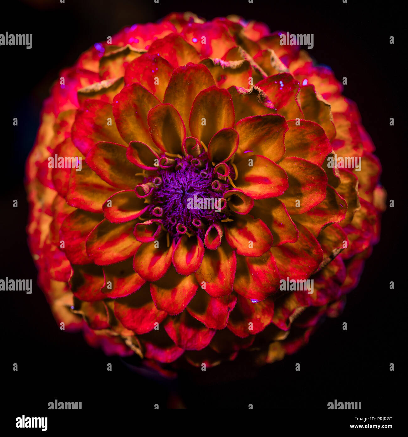 Uv Radiation Clipart Of Flowers