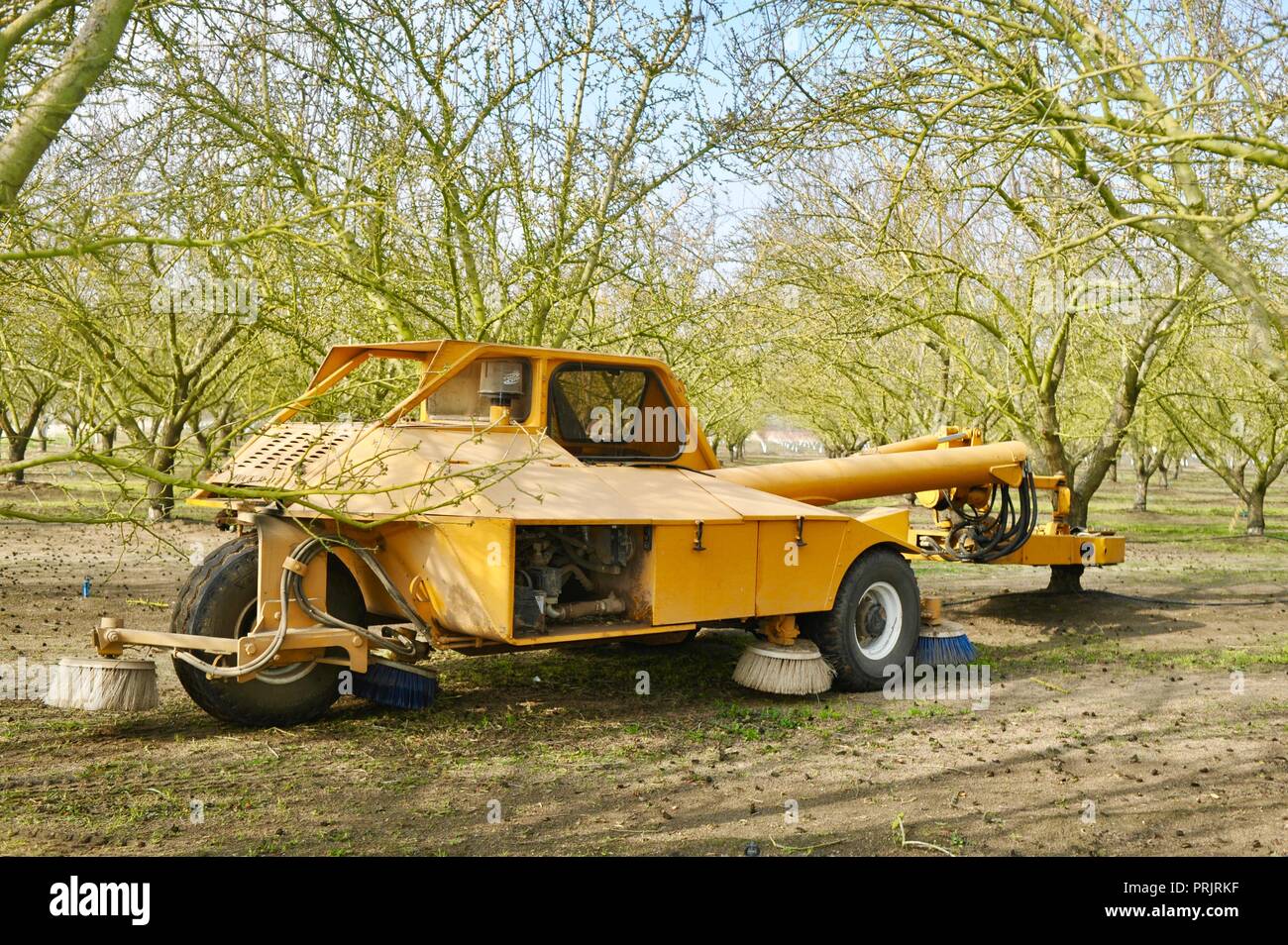 Harvesting almonds for Blue Diamond Cooperative using a large tractor ...