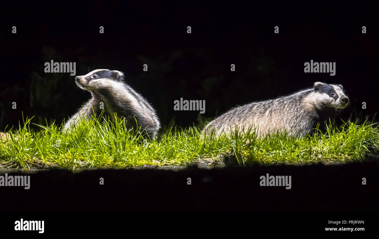 European badger and night and worms hi-res stock photography and images ...