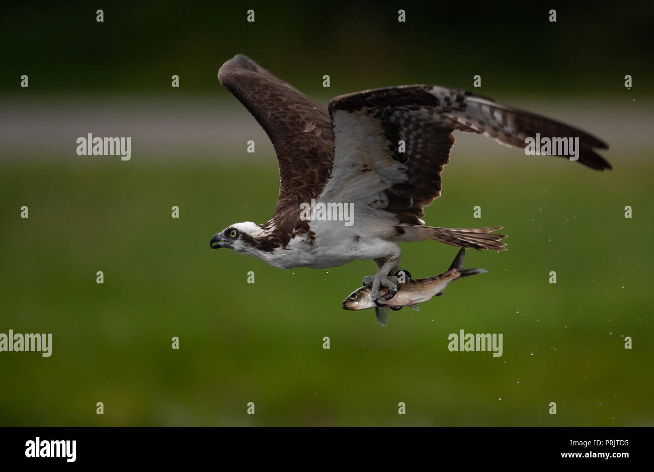 Osprey catching a Fish Stock Photo - Alamy