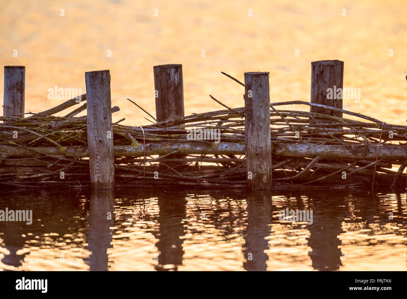 Ecological Willow campshedding bank protection against water waves to ...