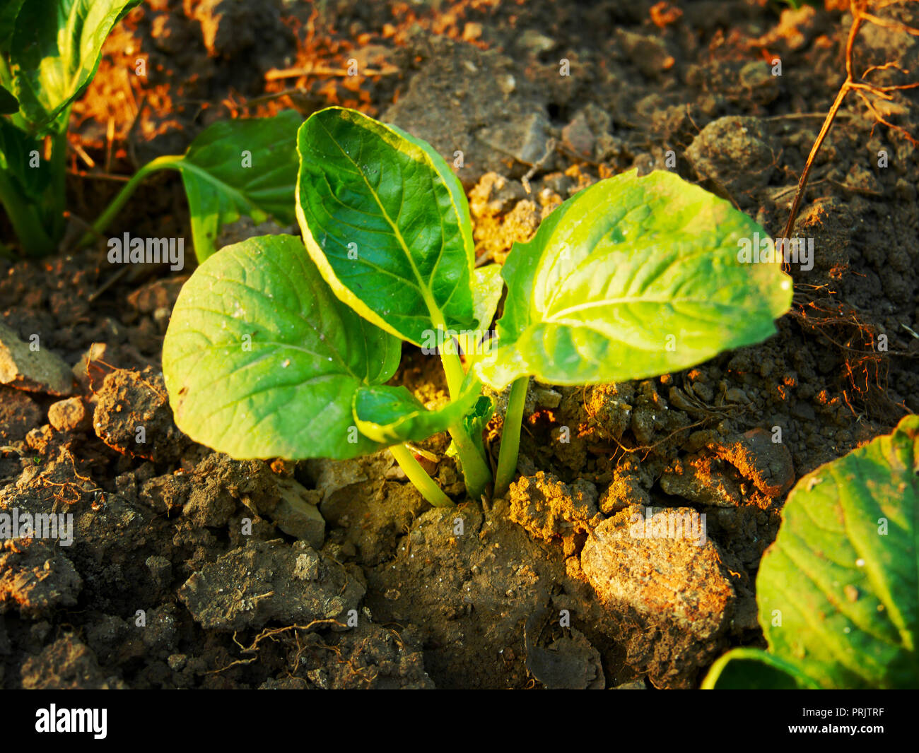 New cultivation hi-res stock photography and images - Alamy