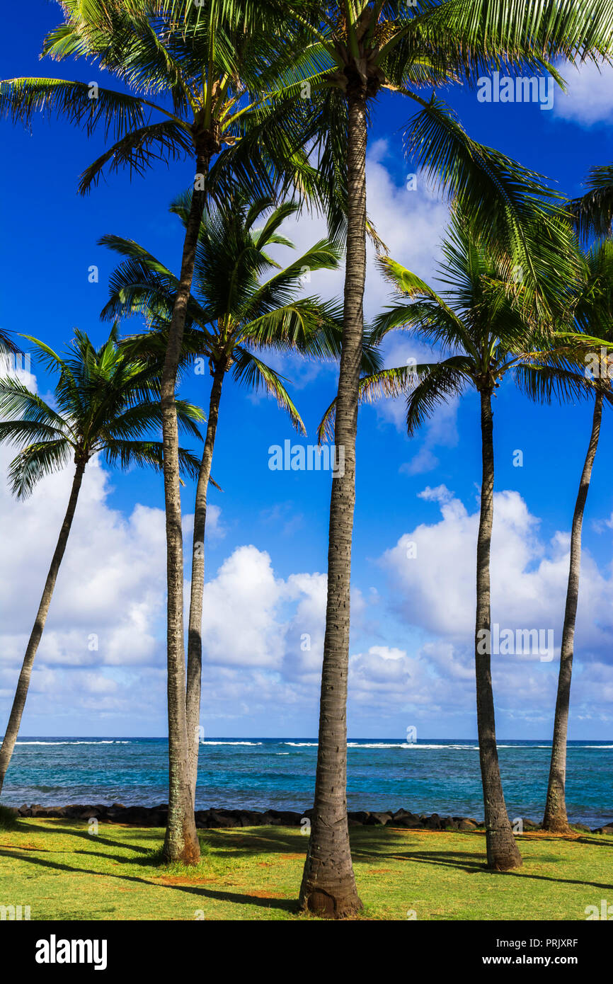 Coco palms kauai hi-res stock photography and images - Alamy