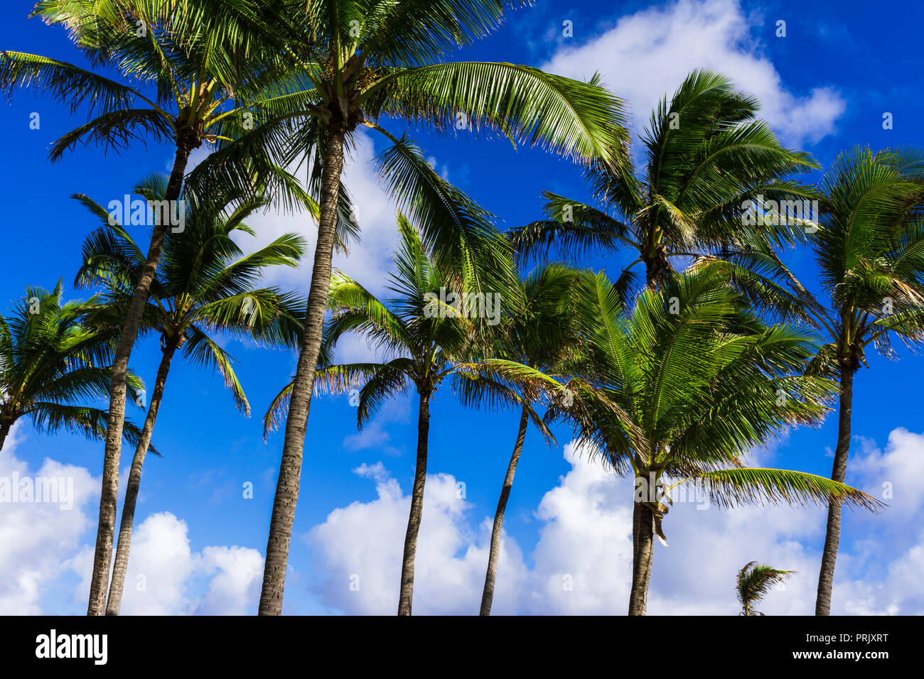 Coco palms kauai hi-res stock photography and images - Alamy
