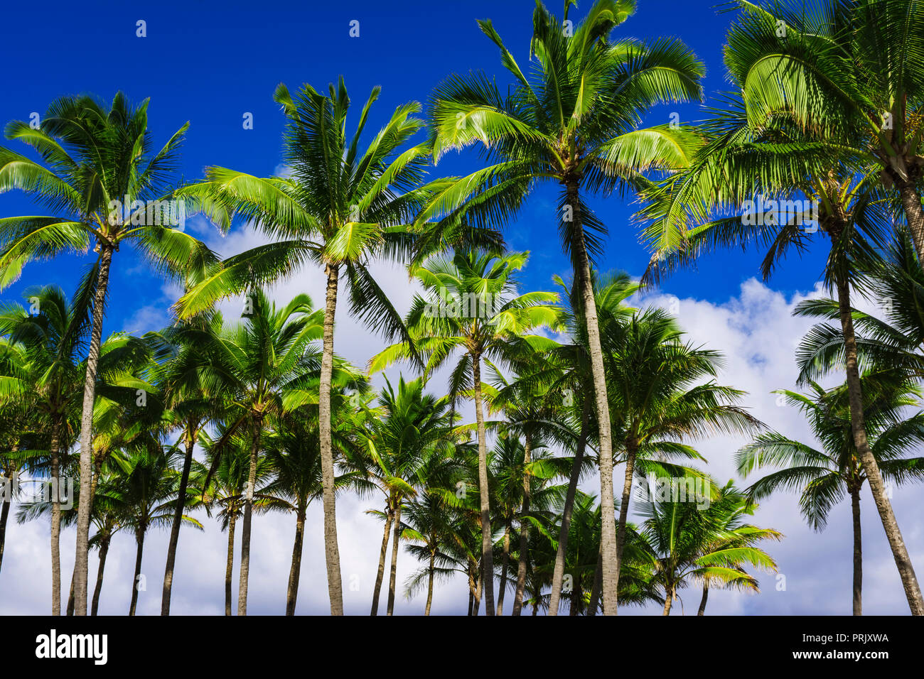 Coco palms kauai hi-res stock photography and images - Alamy