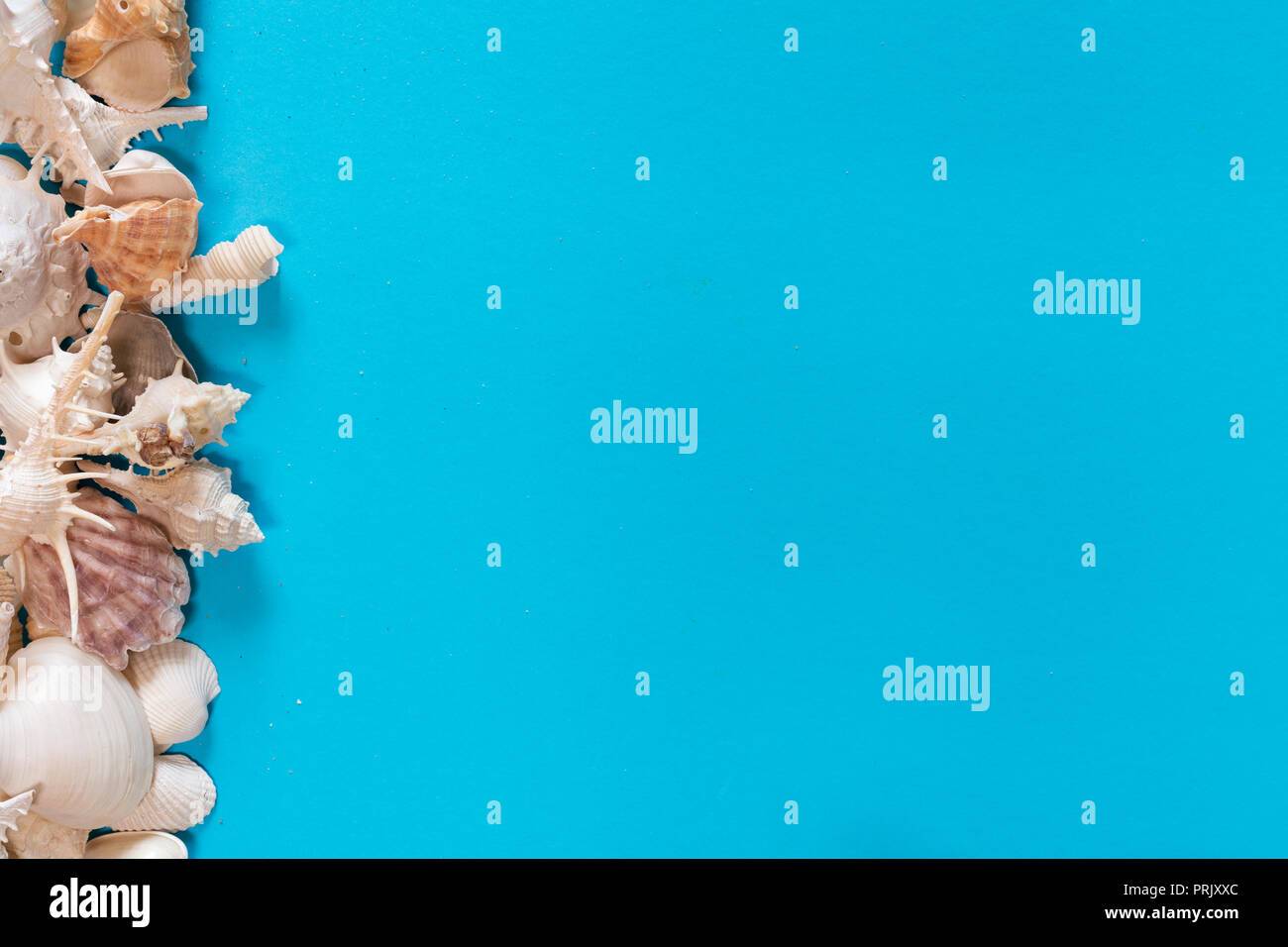 Seashells flat lay pattern on blue background, sea vacation background ...
